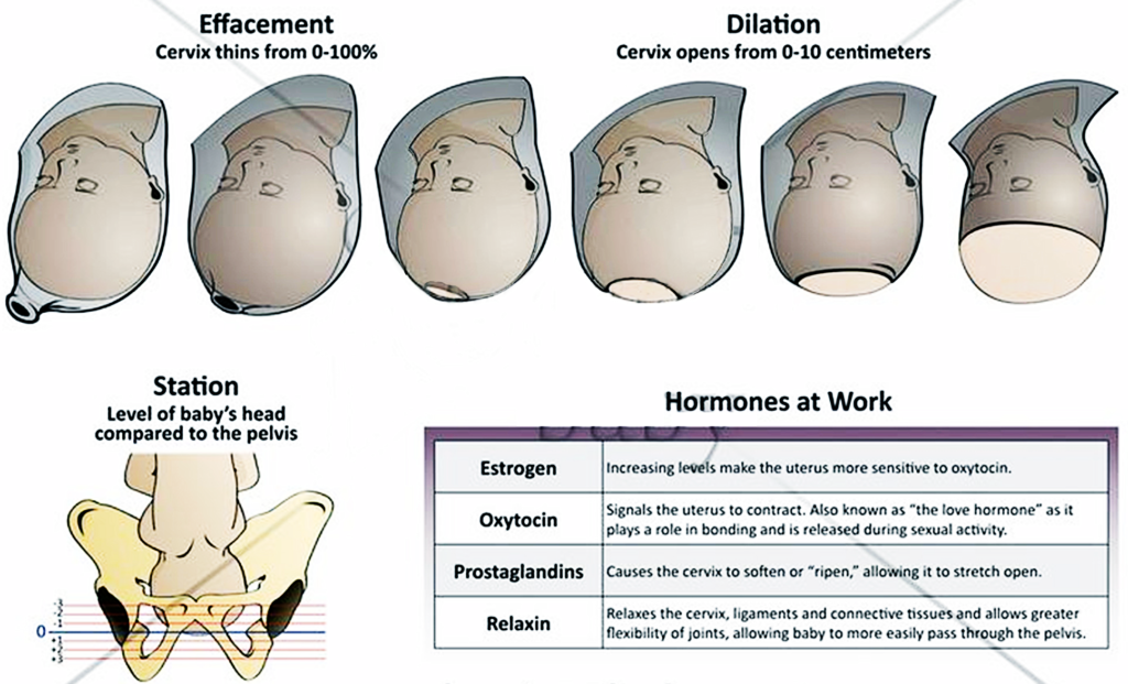 Mark Klimek Lectures 1 To 12 Nursing Notes – 1 File Download